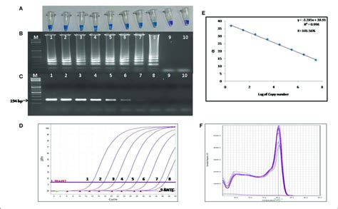 Comparison Of The Sensitivity Of Colorimetric Lamp Conventional Pcr