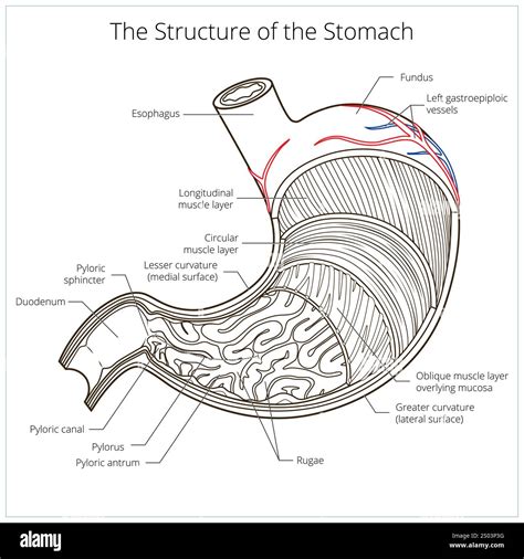 Structure Of Stomach Medical Educational Vector Stock Vector Image