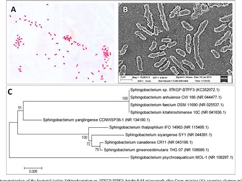 Sphingobacterium Sp Iitkgp Btpf3 Semantic Scholar