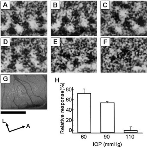 Functional Orientation Maps Of The Visual Cortex Under Normal And Download Scientific Diagram