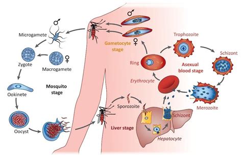 Plasmodium Cell Diagram