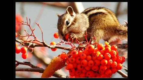 Полезные свойства рябины красной и противопоказания к ее употреблению Youtube
