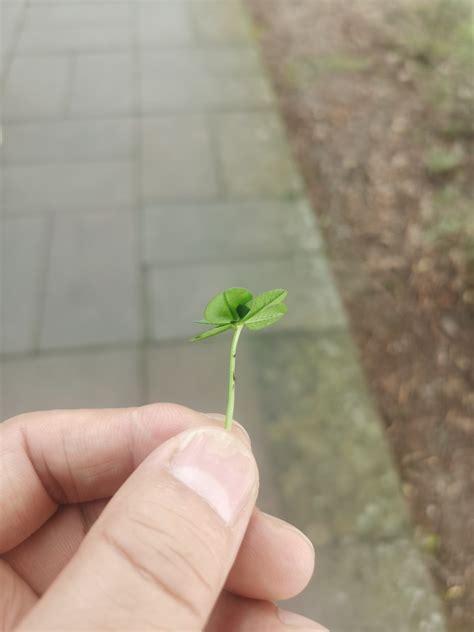 科学网—四叶草、五叶草、六叶草 胡泽春的博文