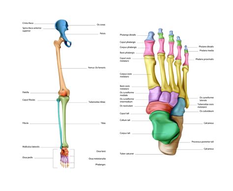 Los Huesos De La Pierna Anatomía Completa