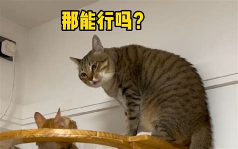 Meow Meow