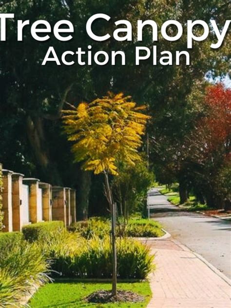 Councils Wild New Pruning Rules Townsville Bulletin