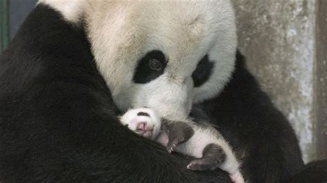 A Reserva Natural Sichuan é O Paraíso Dos Pandas Natureza Tudoporemail