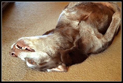 Maya Rolling By Laurensconcepts On Deviantart