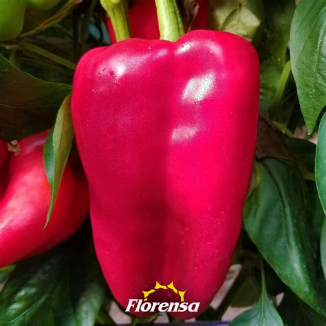 Pimiento Agus F1 Florensa Argentina