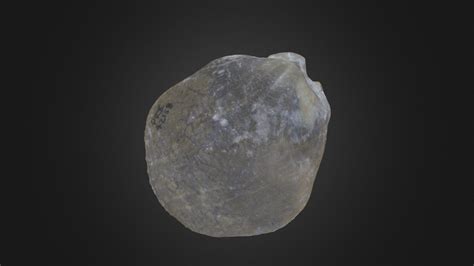 Brachiopod Pentamerus Oblongus Pri 42138 Download Free 3d Model By