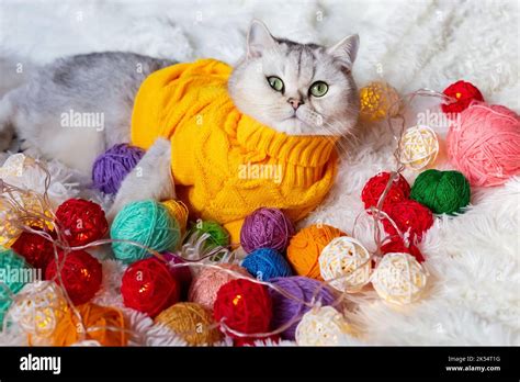A Funny White Cat Lies In A Yellow Sweater On A Fluffy Blanket With