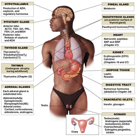 Endocrine Lab Pp Diagram Quizlet