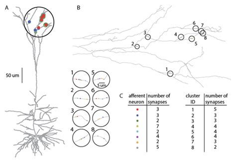 clustering py — l5neuronsimulation documentation
