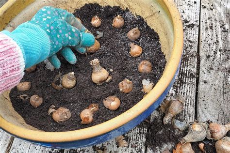 What To Know About Planting Bulbs In Pots Artofit