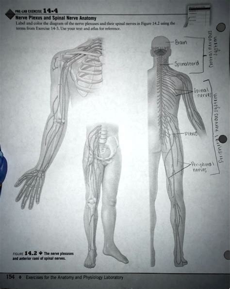 SOLVED PRE LABEXERCISE Nerve Plexus And Spinal Nerve Anatomy Label And Color The Diagram Of The