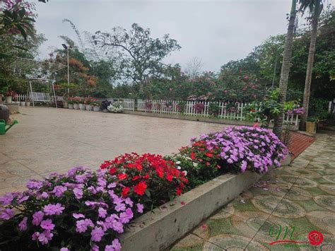 Vựa Kiểng Sài Gòn Sỉ Lẻ Cây Cảnh Dịch Vụ Sân Vườn Uy Tín