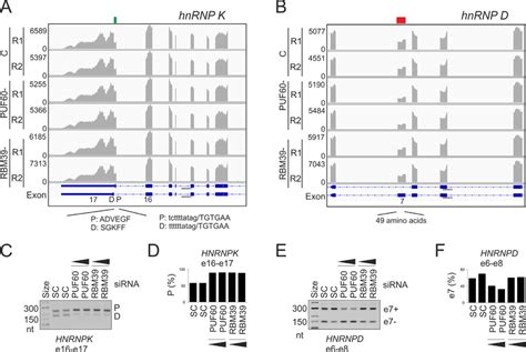 Alternative Splicing Of Hnrnp Genes Regulated By Puf60rbm39 A