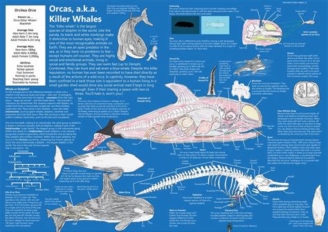 Orca The Anatomy Of The Orca Aka The Killer Whale Gordon Wallace