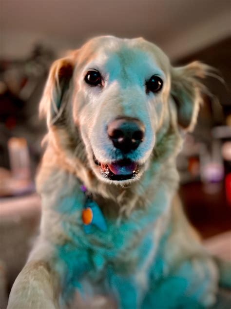 Shes My Girl R Goldenretrievers