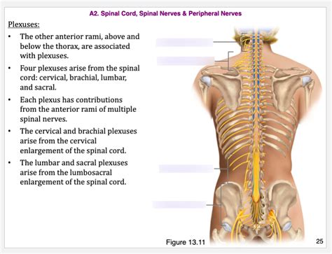 Plexuses Diagram Quizlet