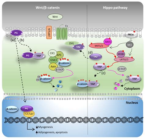 Biomedicines Free Full Text Non Coding RNAs as Regulators of Wnt β