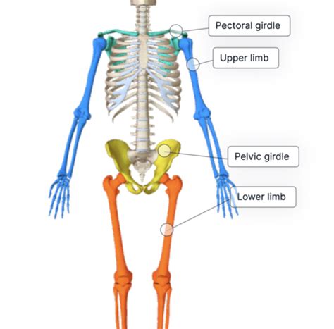 Biology Lab Lab The Appendicular Skeleton Upper Apendages