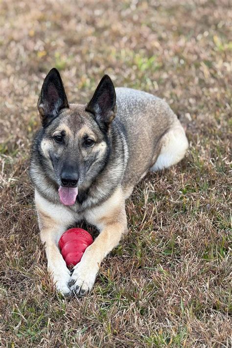 Welcome Mwd Emese 362 Project K 9 Hero