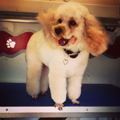 Puddle Dog Grooming Dogs Animals