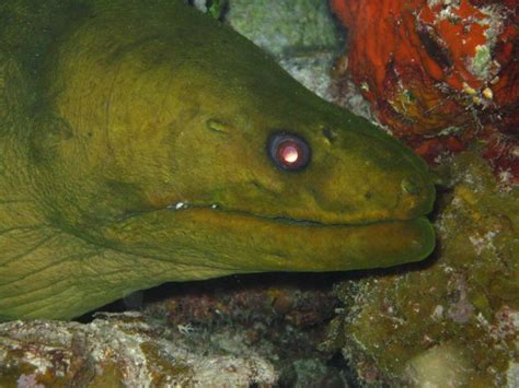 Green Moray Eel