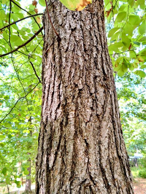 Nyssa Sylvatica Marshall Black Tupelo World Flora Pl Ntnet Identify