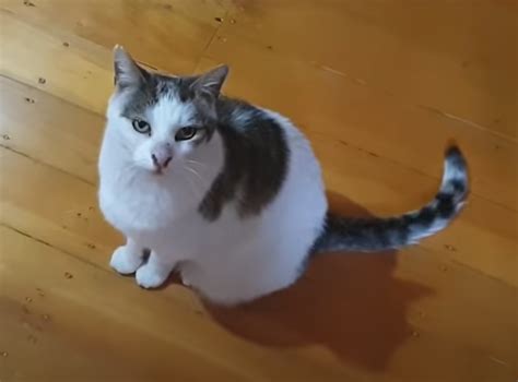 Minty Neytirix Wiki Fandom