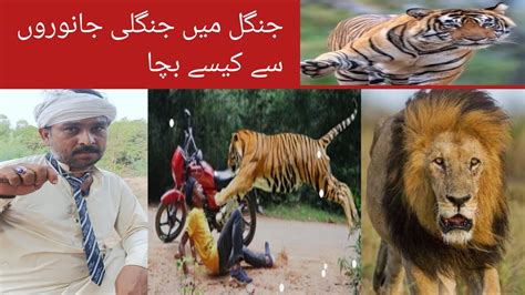 Jangal Me Sher Youtube