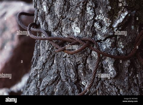 Wire Cable Around Tree Hi Res Stock Photography And Images Alamy
