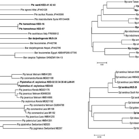 Echolocation Call Parameters Of Bats With Constant Frequency Cf Download Scientific Diagram