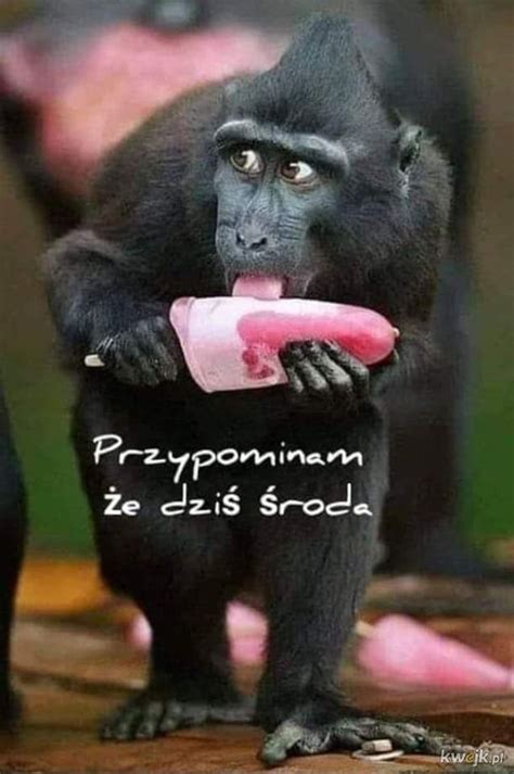 Sroda Najlepsze Memy Zdjęcia Y I Obrazki Kwejk Pl