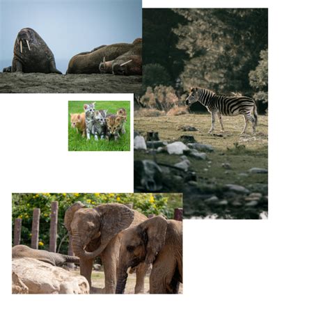 structured llm output using ollama towards data science