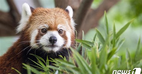 레서판다의 치명적인 귀여움