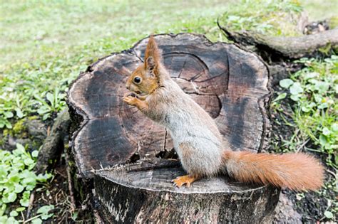 발에 너트와 숲 나무의 그 루터 기에에서 앉아 붉은 다람쥐 갈색에 대한 스톡 사진 및 기타 이미지 갈색 견과 계절 Istock