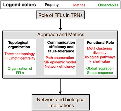 Contributions Of The Paper Role Of The Feed Forward Loop Ffl Motifs