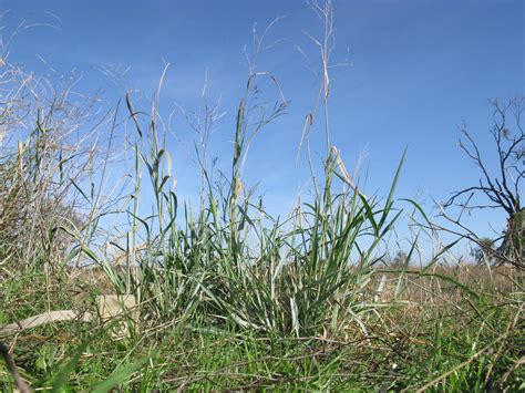Panicum Coloratum Var Makarikariense Plant3 Nwp Introduced… Flickr