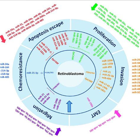 Ncrna Classifications Rnas Are Classified Into Two Broad Categories Download Scientific