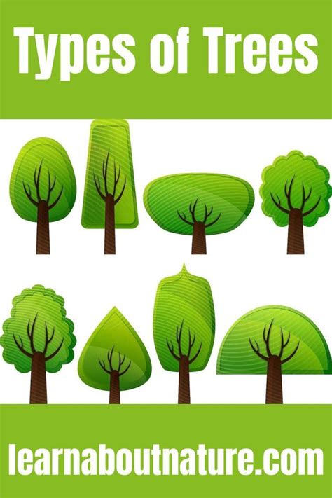 Discover The Variety Of Trees Characteristics Of Trees Different
