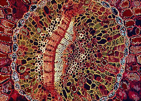 Pine Needle Nikons Microscopyu