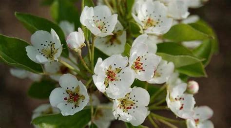 Types Of Ornamental Flowering Pear Trees Fruitless Pear Trees Pictures