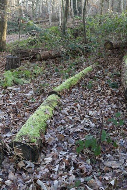 Page 9 Uprooting Trees Images Free Download On Freepik