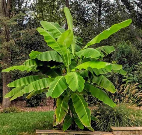 The Musa Basjoo Banana Tree Minneopa Orchards