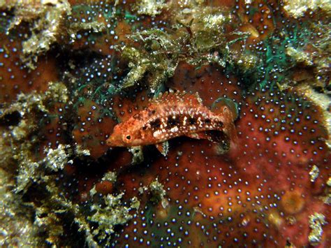 オハグロベラ幼魚 海的ダイバーサイト