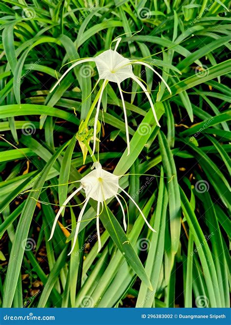 Crinum Asiaticum Stock Photo Image Of Grass Crepe