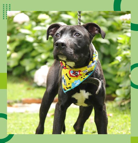 Perros En Adopción Medellín Corporación Universitaria Remington