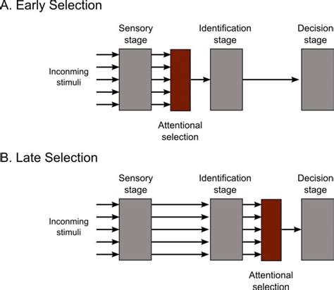 Schematic Diagrams Depicting Two Different Accounts Of Attentional Download Scientific Diagram
